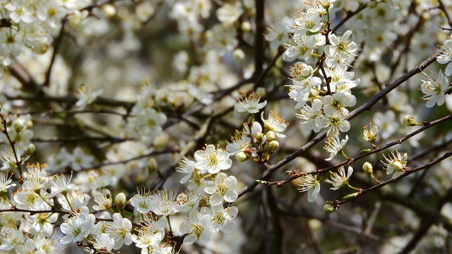 Prunus Spinosa Semak Berduri Bunga - Foto gratis di Pixabay - Pixabay