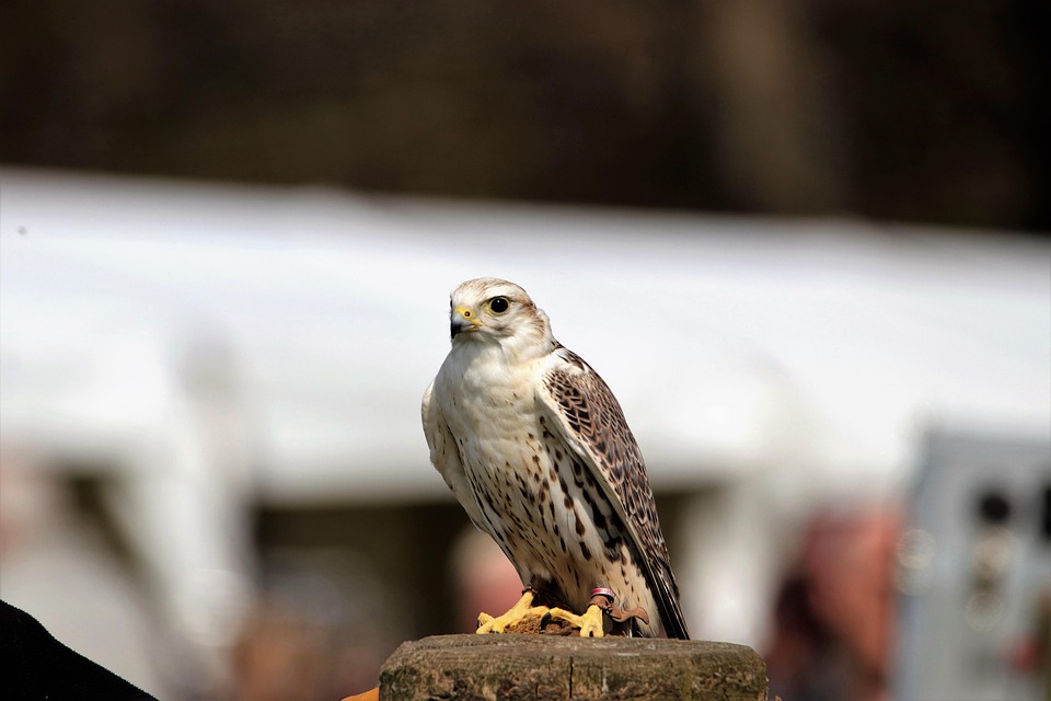 Saker Falcon Bird - Free photo on Pixabay - Pixabay