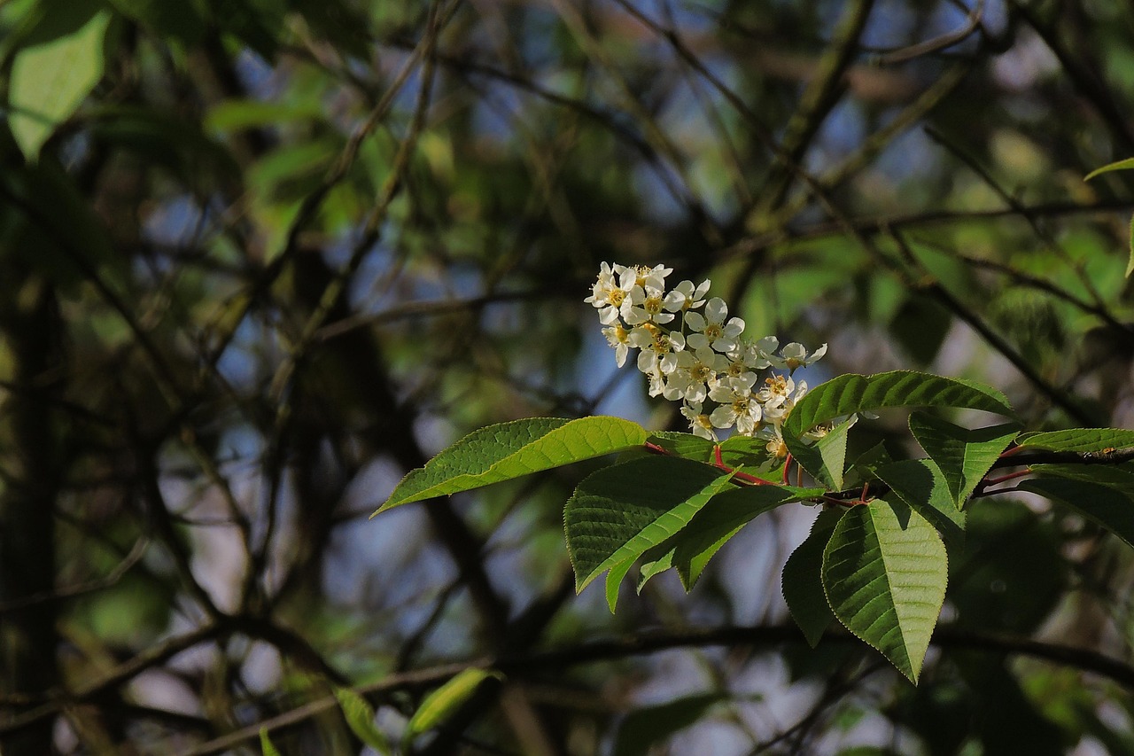Flores La Flor De Cerezo Aliso Las - Foto gratis en Pixabay - Pixabay