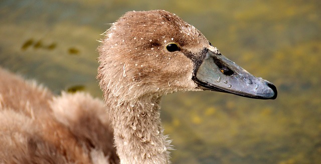 Cisne Filhote Pássaro - Foto gratuita no Pixabay - Pixabay