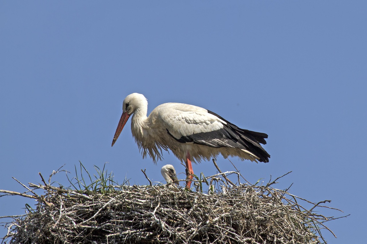 Young Stork Nest - Free photo on Pixabay - Pixabay