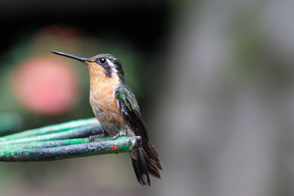 Colibrí Pájaro Pico - Foto gratis en Pixabay - Pixabay