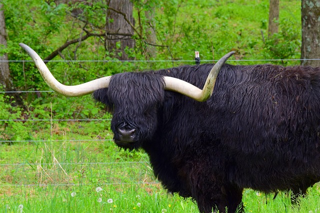 Taureau Cornes Angus Le - Photo gratuite sur Pixabay - Pixabay