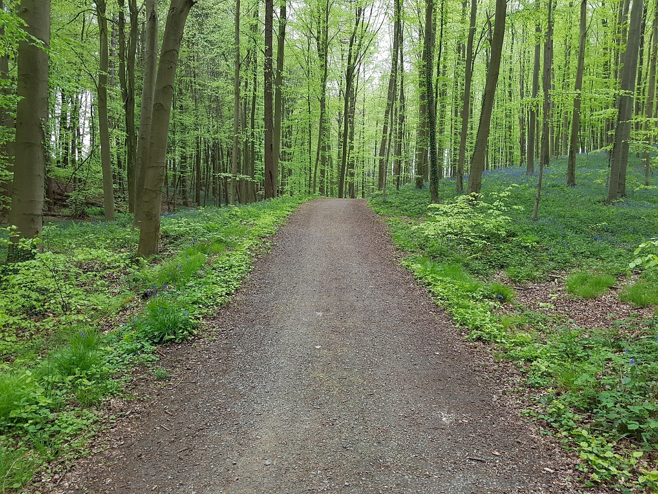 Bosque Azul Florecer - Foto gratis en Pixabay