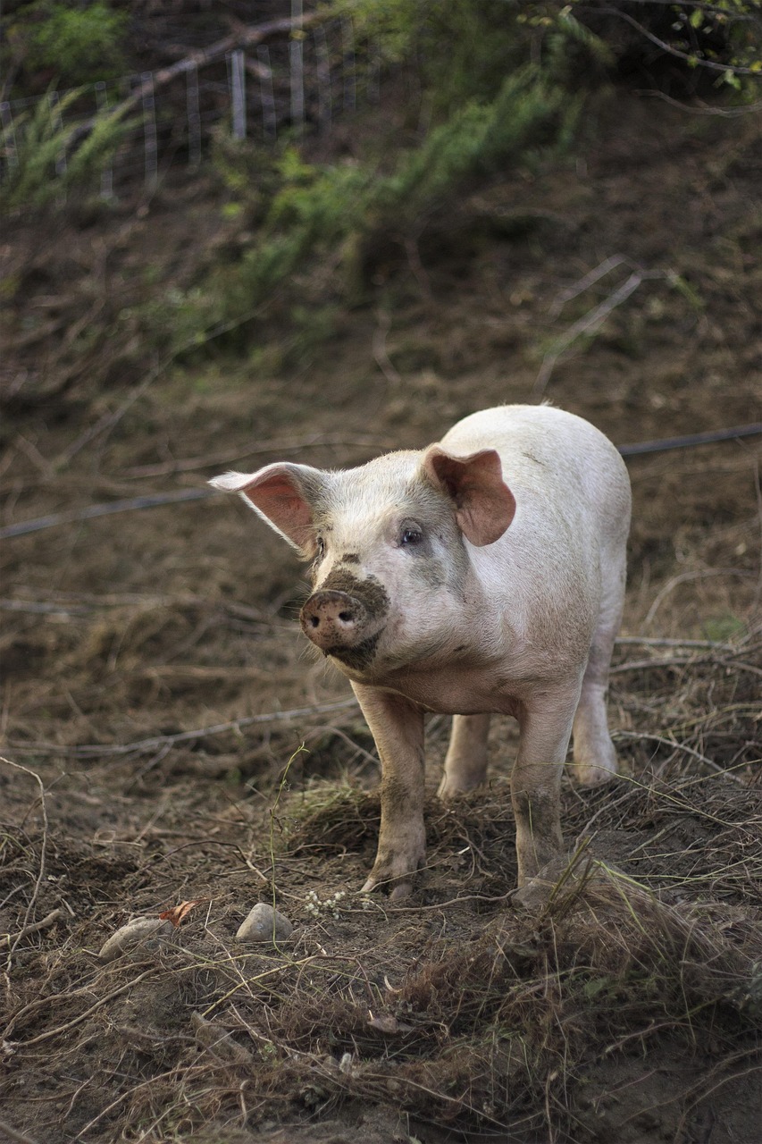 Farm Pig Animal - Free photo on Pixabay