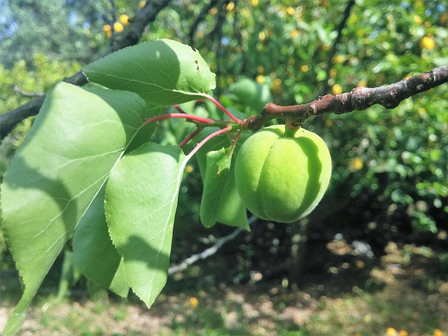 Apricot Green - Free photo on Pixabay - Pixabay
