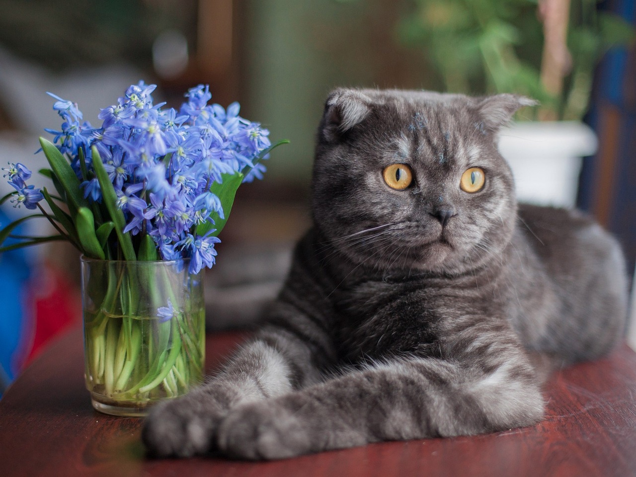 Velouchi Cat Scottish - Free photo on Pixabay - Pixabay