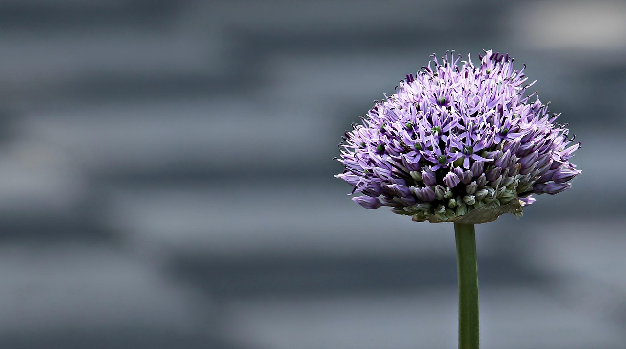 Ornamental Onion Allium Flower - Free photo on Pixabay