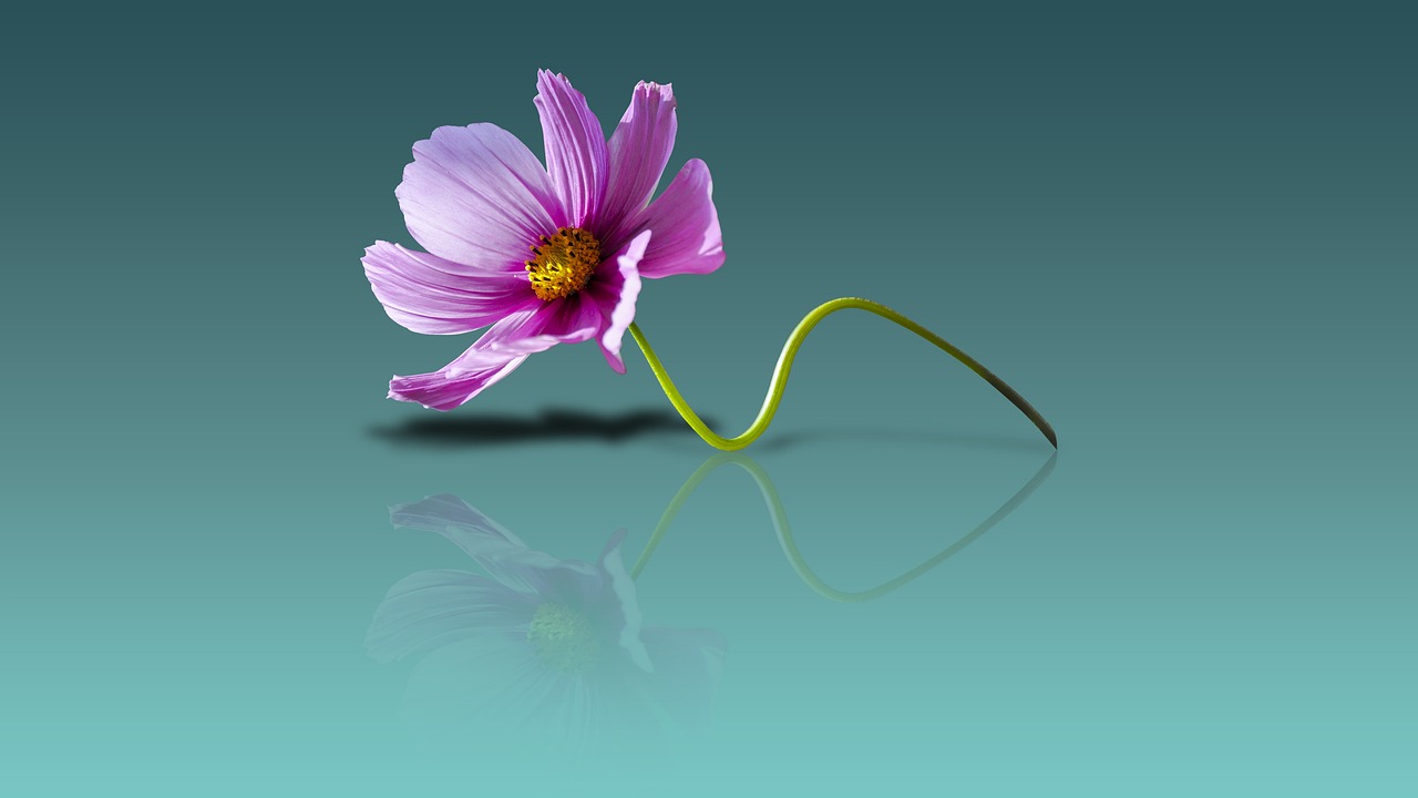 Wallpaper Bunga Latar Belakang - Foto gratis di Pixabay - Pixabay