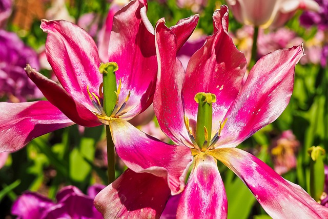 Tulipanes Flor Violeta - Foto gratis en Pixabay - Pixabay