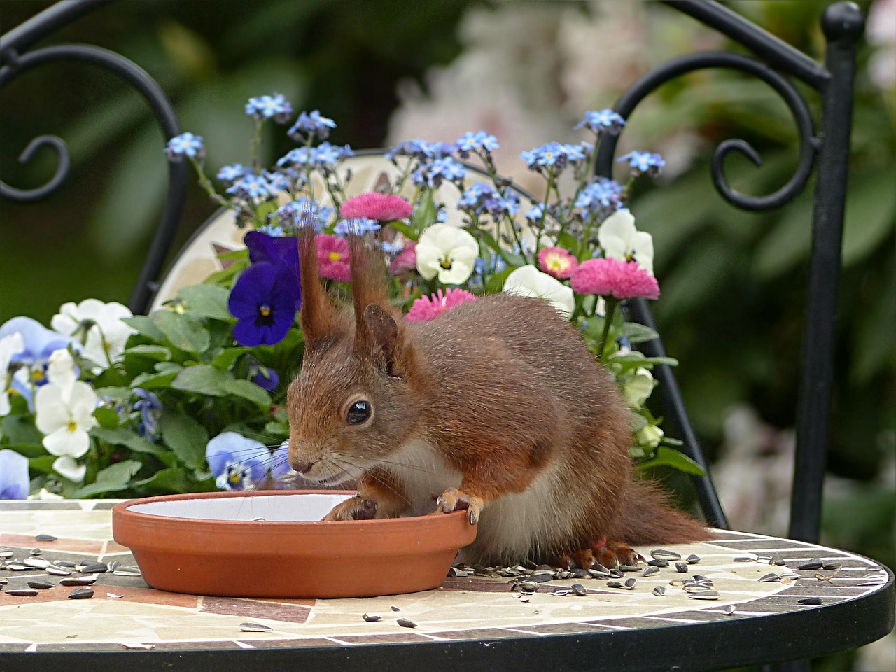 Satwa Hewan Pengerat Tupai Sciurus - Foto gratis di Pixabay - Pixabay