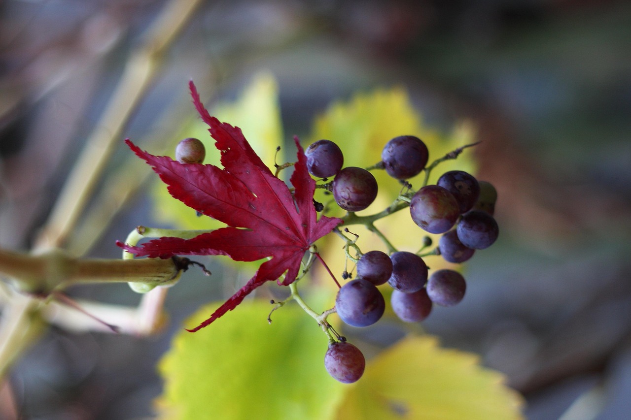 Uva Hoja - Foto gratis en Pixabay - Pixabay