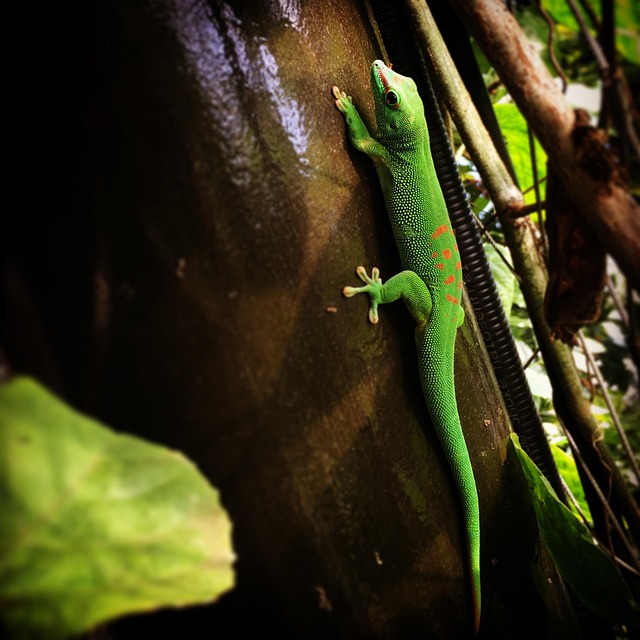 Lizard Dierentuin Reptiel - Gratis foto op Pixabay - Pixabay