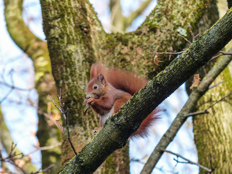 Squirrel Forest Animal - Free photo on Pixabay - Pixabay