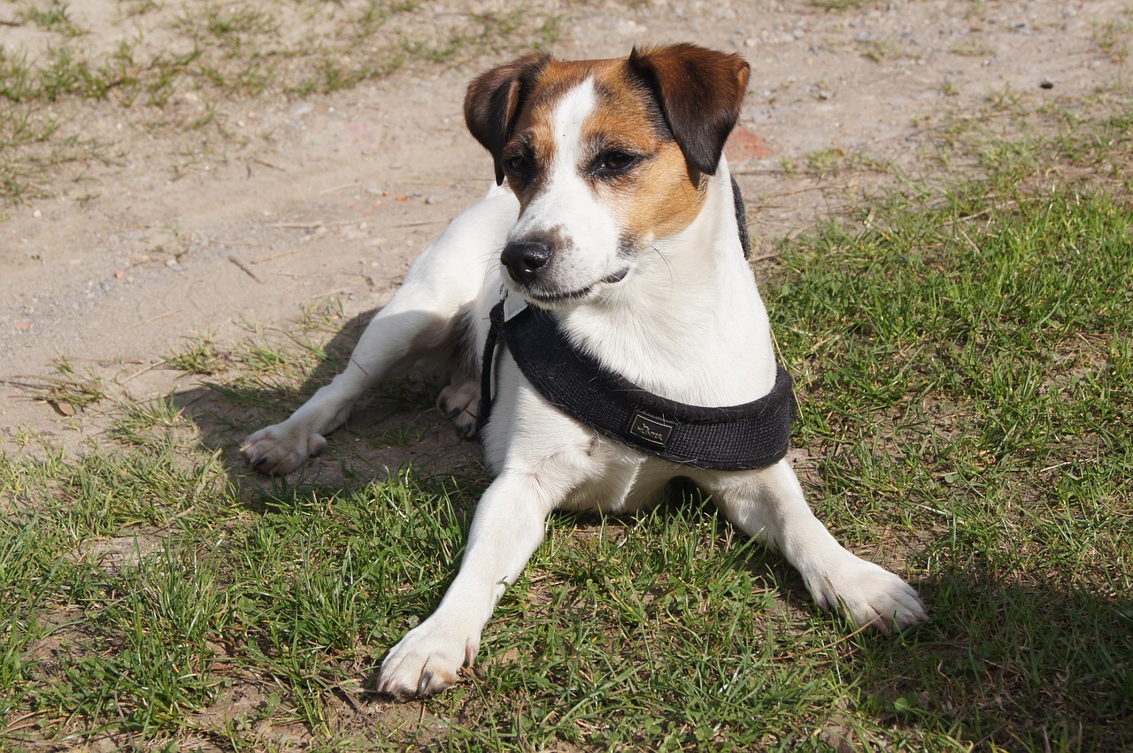 Animal Perro Linda - Foto gratis en Pixabay