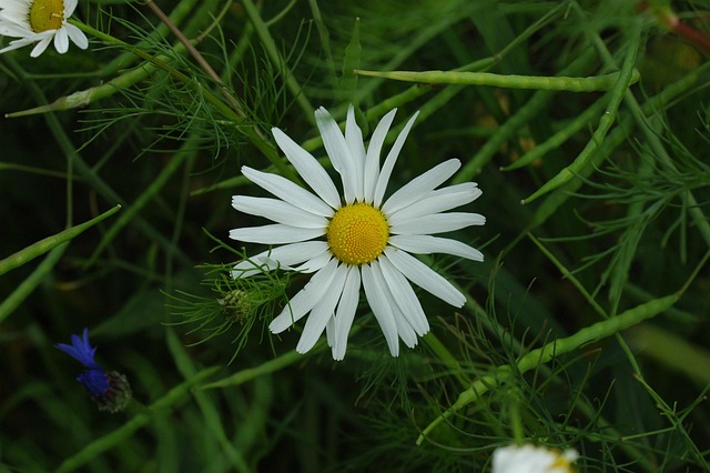 Flor Branco Verde - Foto gratuita no Pixabay - Pixabay