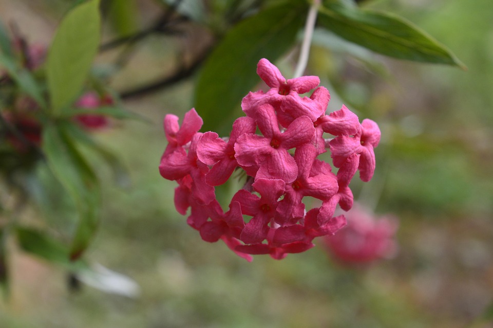 Rote Blumen Rot In Voller - Kostenloses Foto auf Pixabay - Pixabay