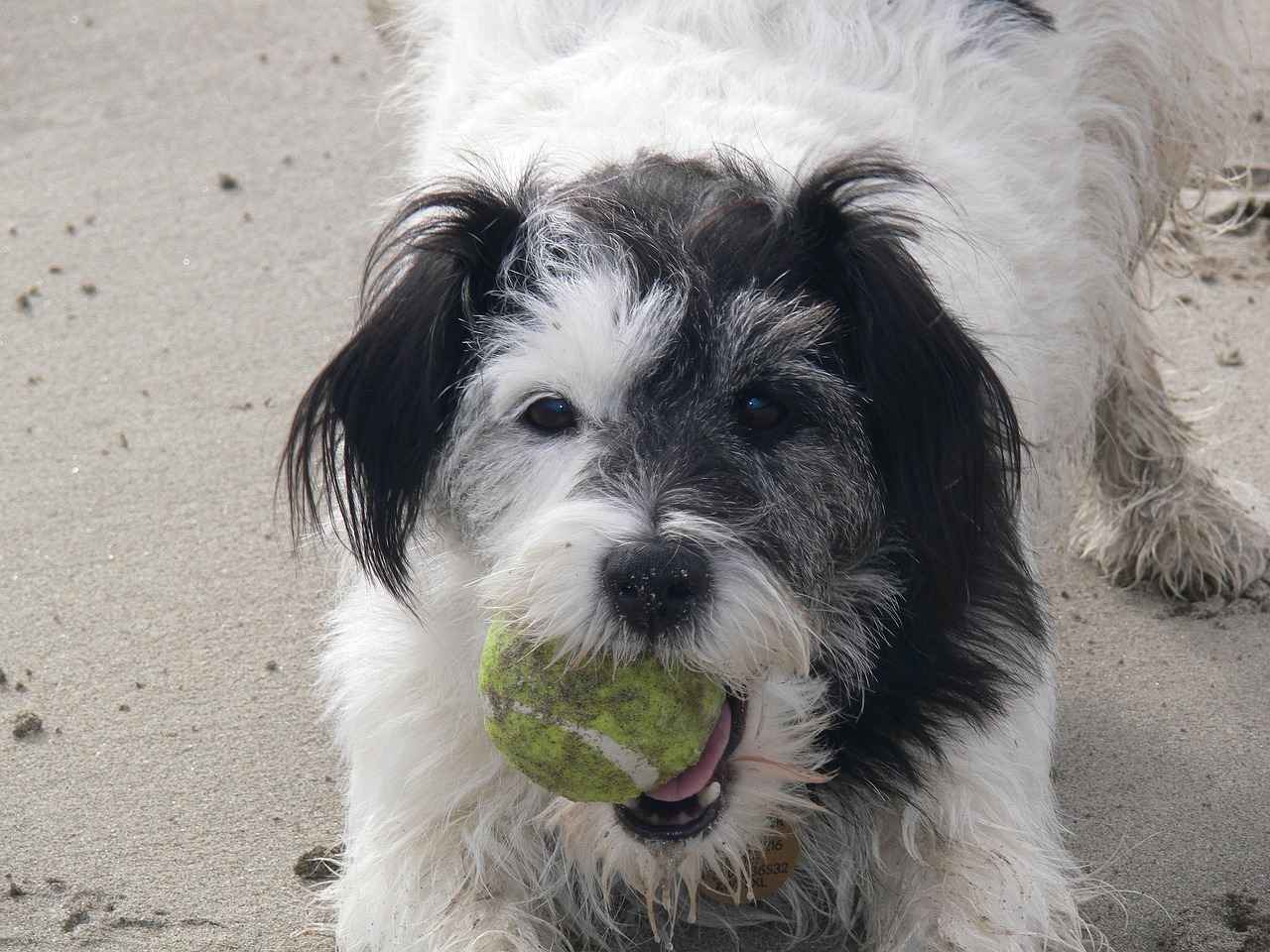 100+ Free Dogs On Beach & Beach Images - Pixabay