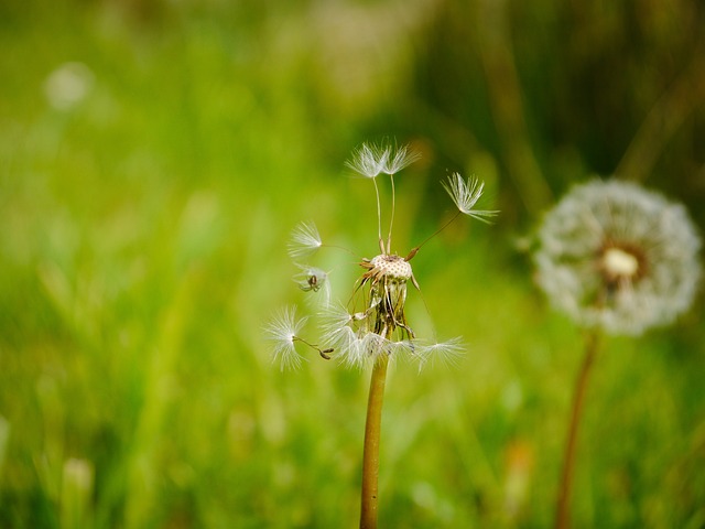 Pitypang Kifakult Magvak Hegyes - Ingyenes fotó a Pixabay-en - Pixabay