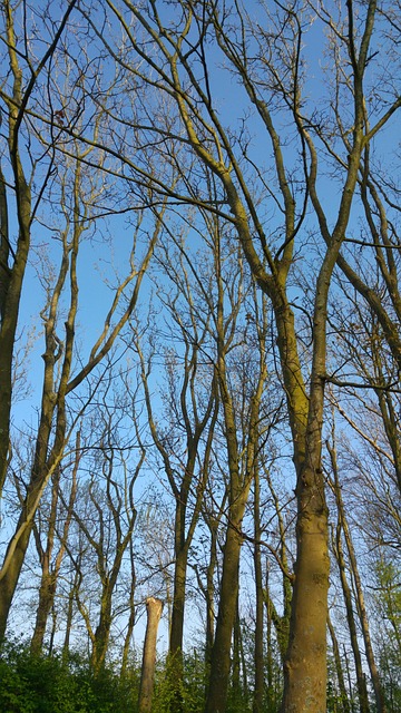 Trees Treetop Branches - Free photo on Pixabay - Pixabay