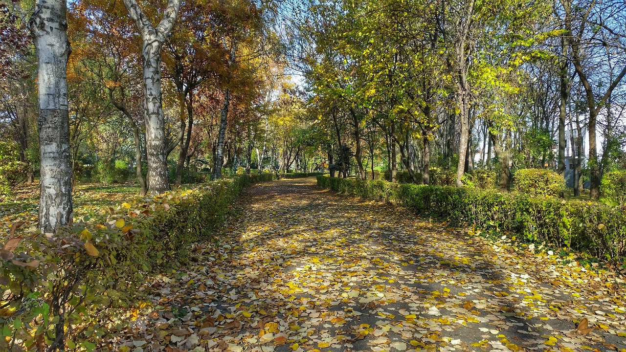 Sunny Leaves Trees - Free photo on Pixabay - Pixabay