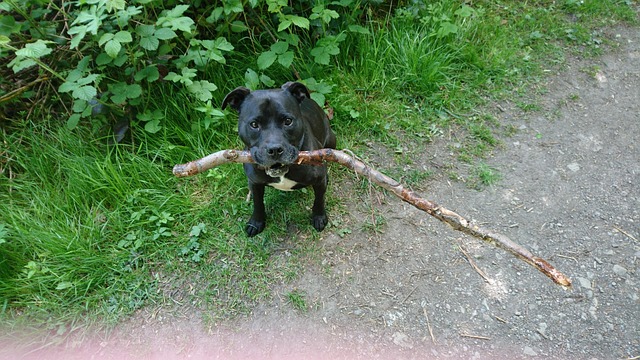 Dog Staffie Staffordshire Bull - Free photo on Pixabay - Pixabay