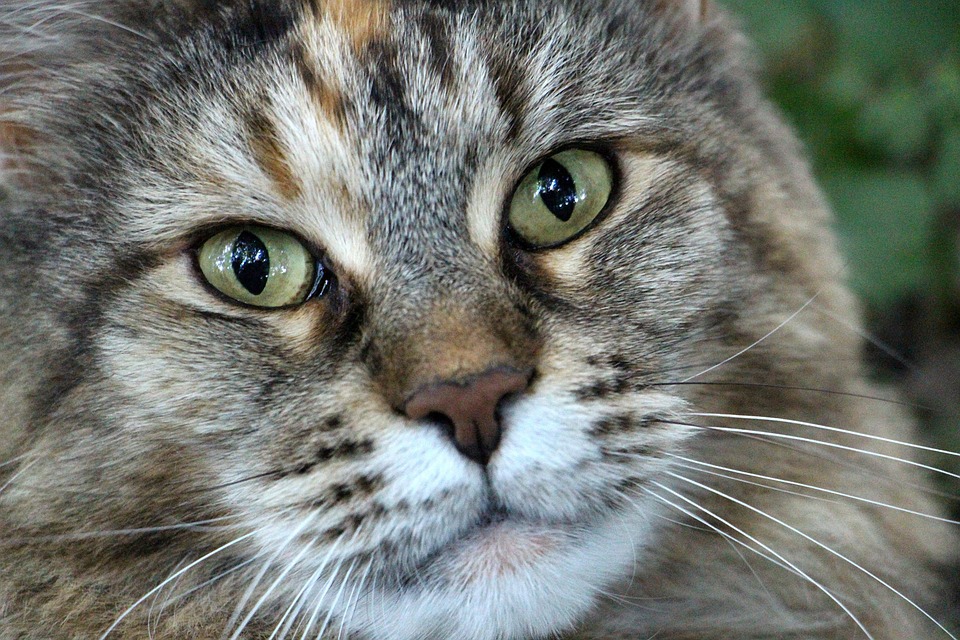 Kissat P Maine Coon Naaras Ilmainen Valokuva Pixabayssa Kissat P Maine Coon Naaras Ilmainen Valokuva Pixabayssa
