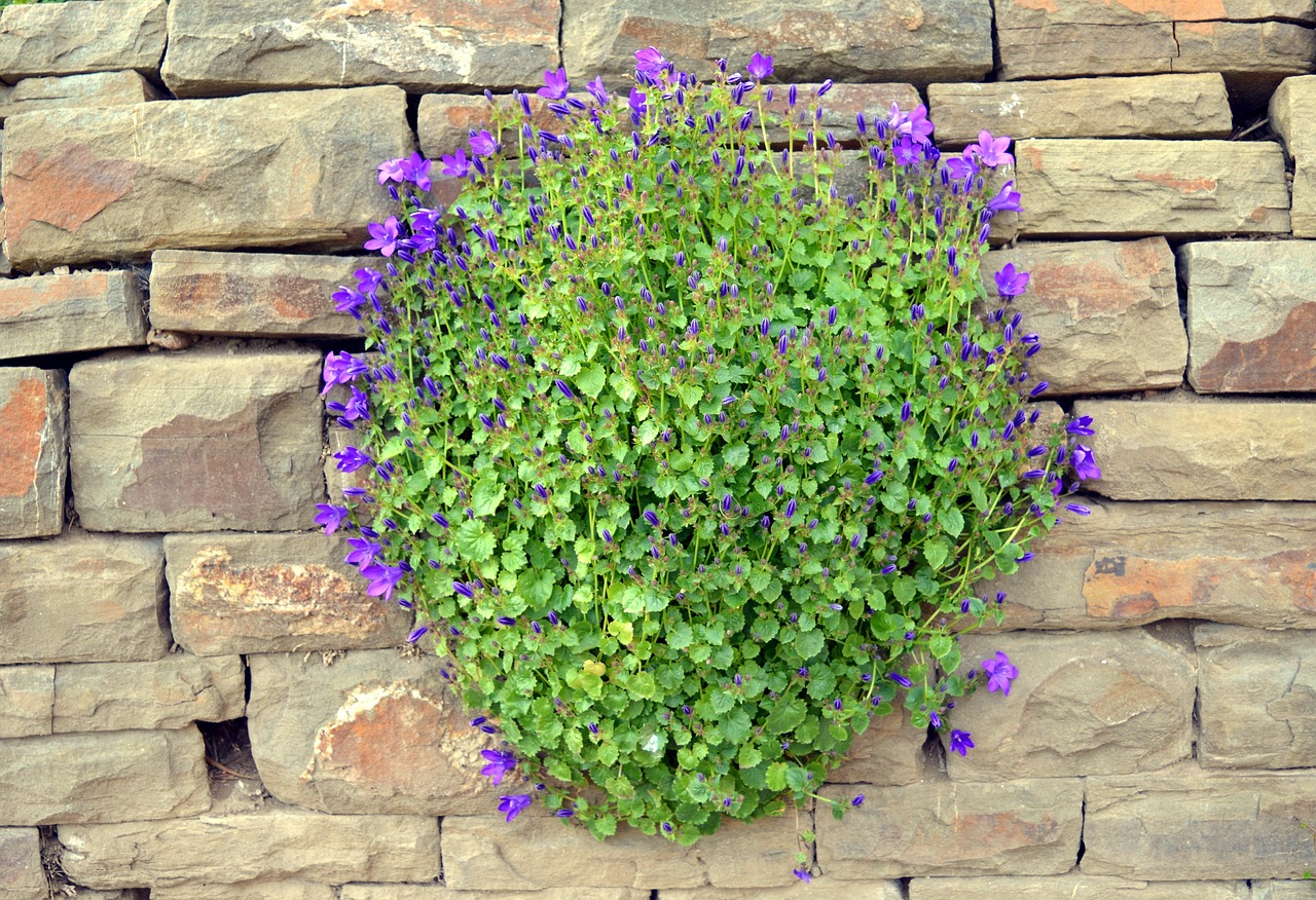 Bellflower Campanula Blossom - Free photo on Pixabay - Pixabay