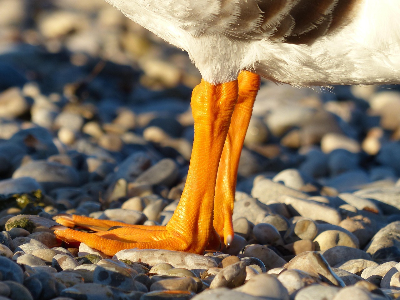 Duck Feet - Free photo on Pixabay - Pixabay