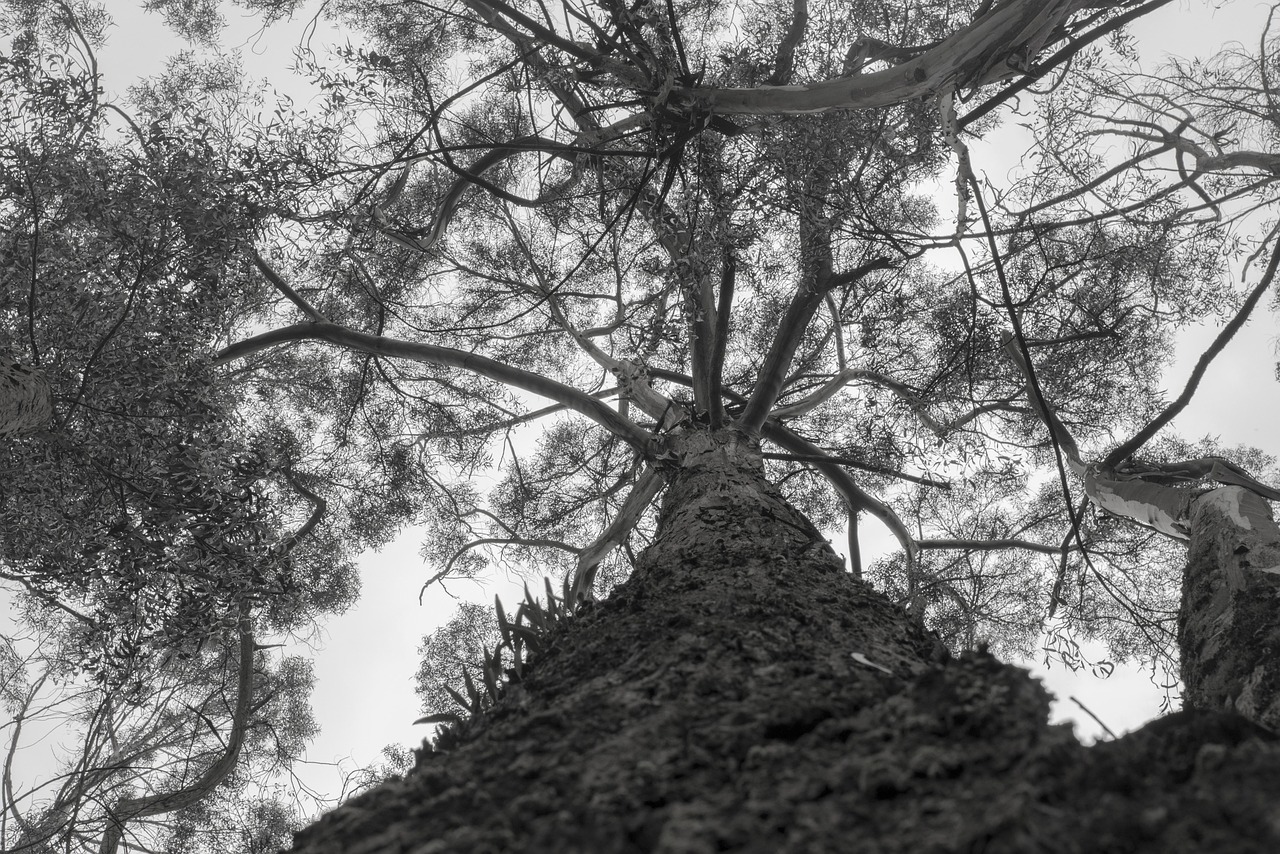 Nature Tree Trunk - Free photo on Pixabay