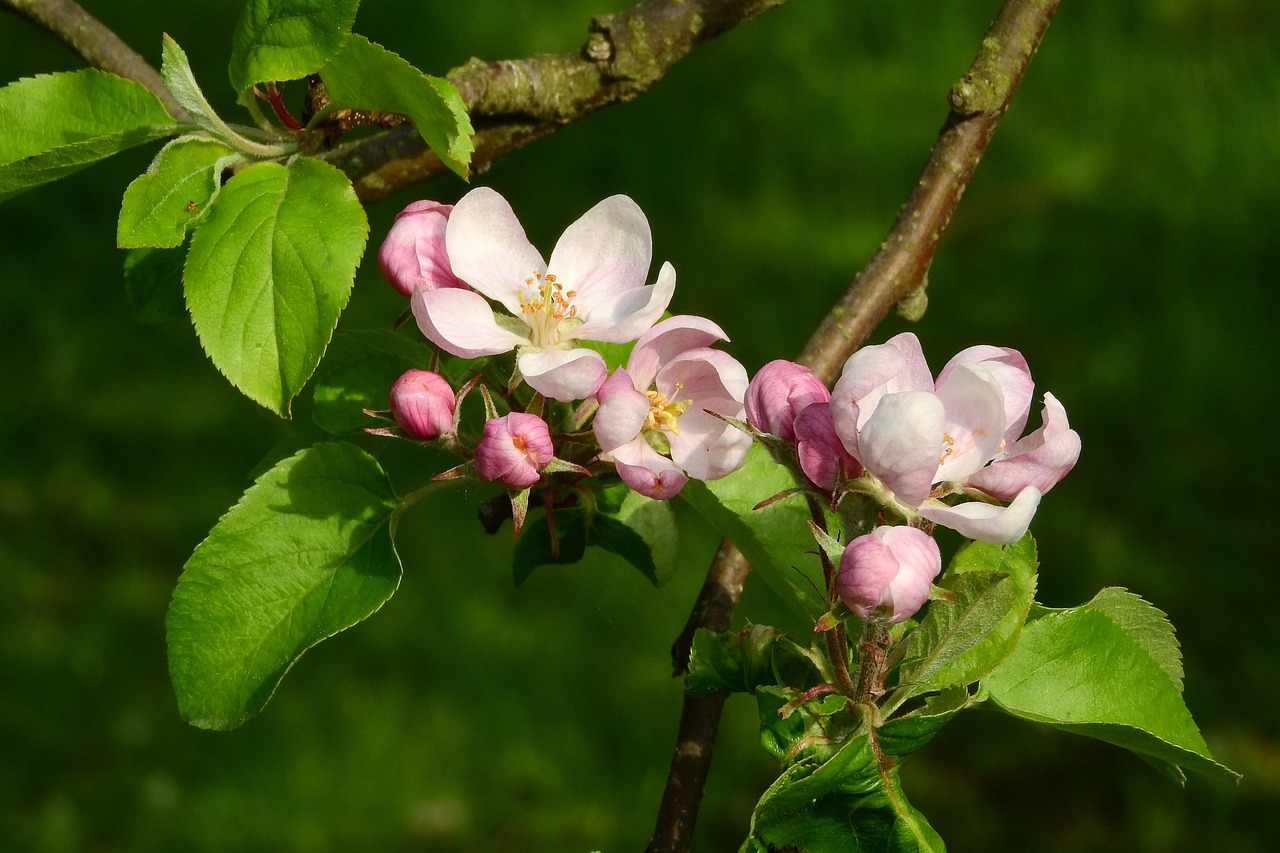 Flor De Manzano Árbol Manzana - Foto gratis en Pixabay - Pixabay