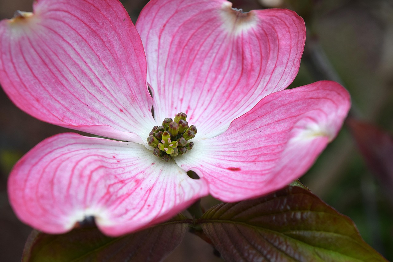 Cornus Dogwood Flower - Free photo on Pixabay