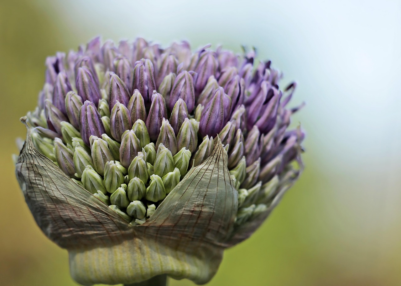 400+ Free Purple Onion & Allium Photos - Pixabay