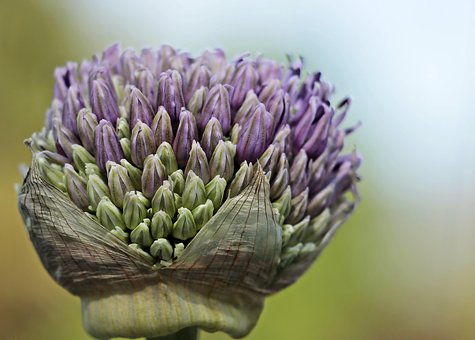 500+ Free Ornamental Onion & Allium Images