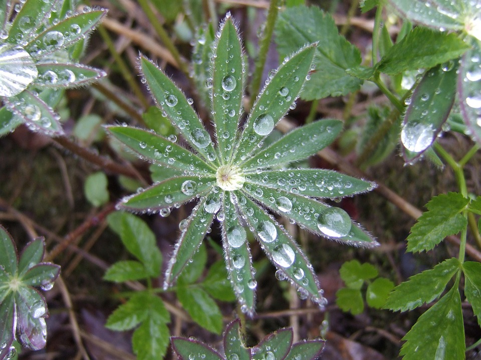 Spring Dew Grass - Free photo on Pixabay - Pixabay
