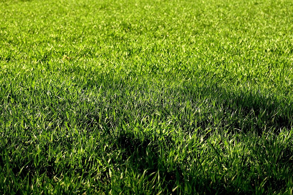 Meadow Grass Nature - Free photo on Pixabay