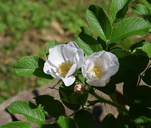 Palest Pink Roses Rugosa Rose Pale - Free photo on Pixabay - Pixabay