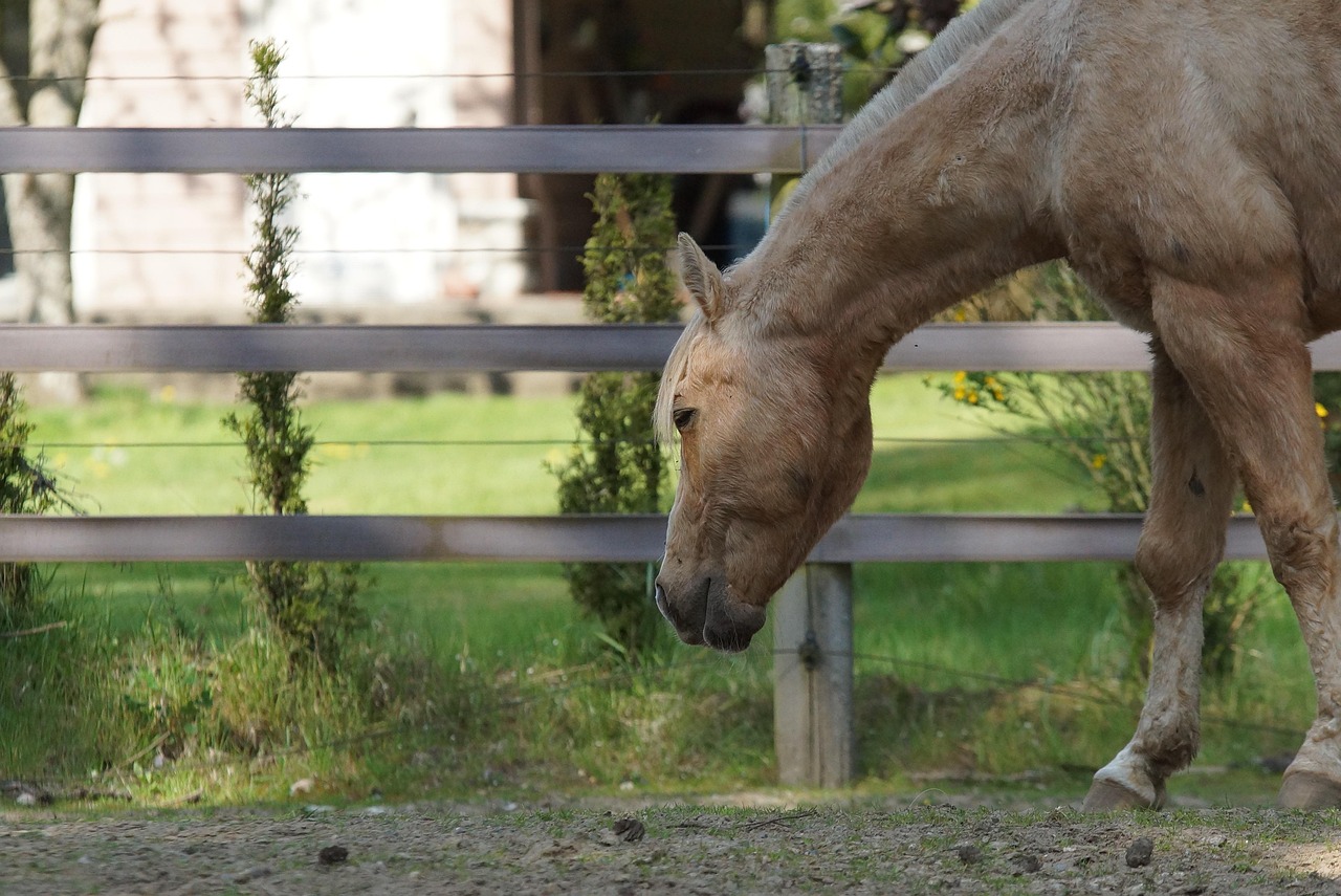 Caballo Animal Mamífero - Foto gratis en Pixabay - Pixabay
