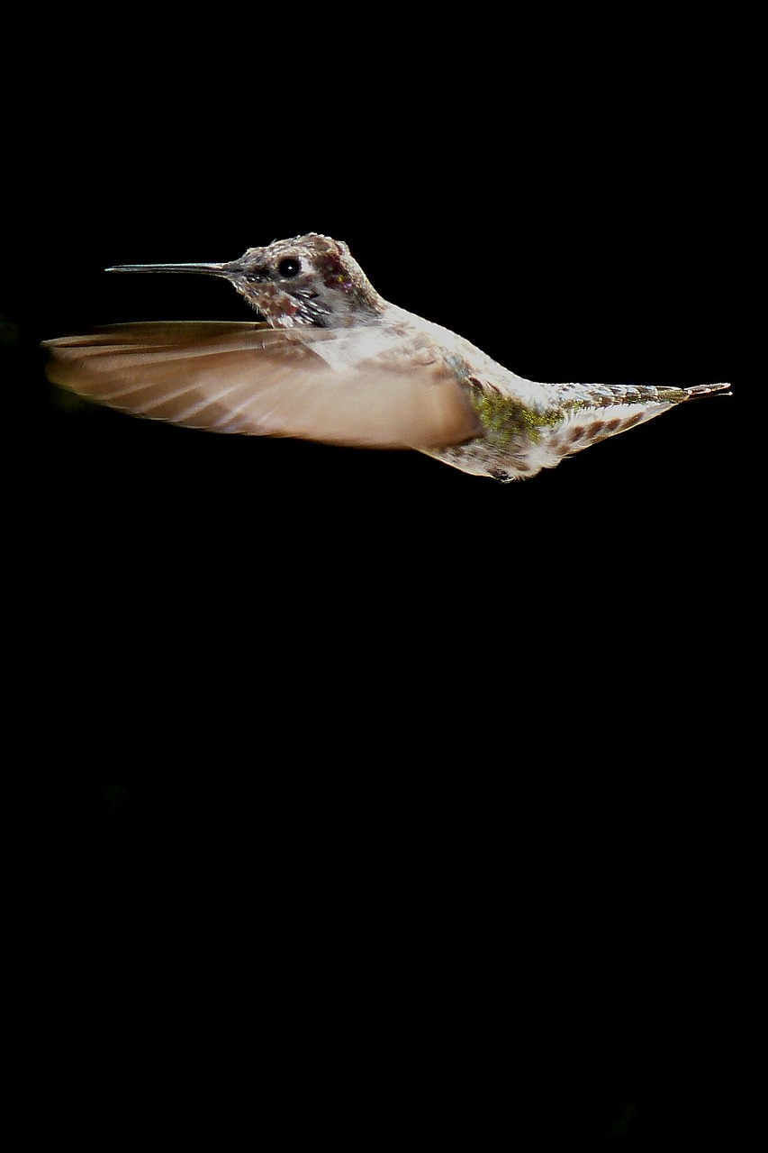 Colibrí Pájaro Volador Fauna - Foto gratis en Pixabay - Pixabay