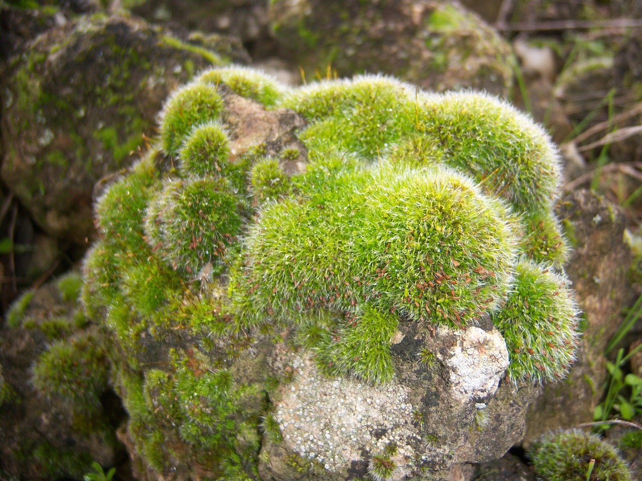 Naturaleza Espuma Verde - Foto gratis en Pixabay - Pixabay