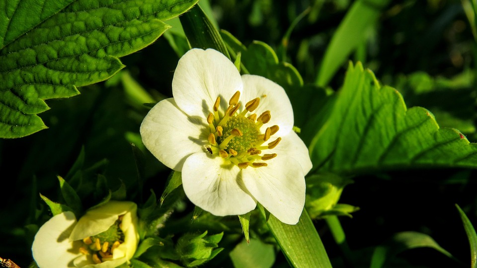 Fraise Fleur Macro - Photo gratuite sur Pixabay - Pixabay