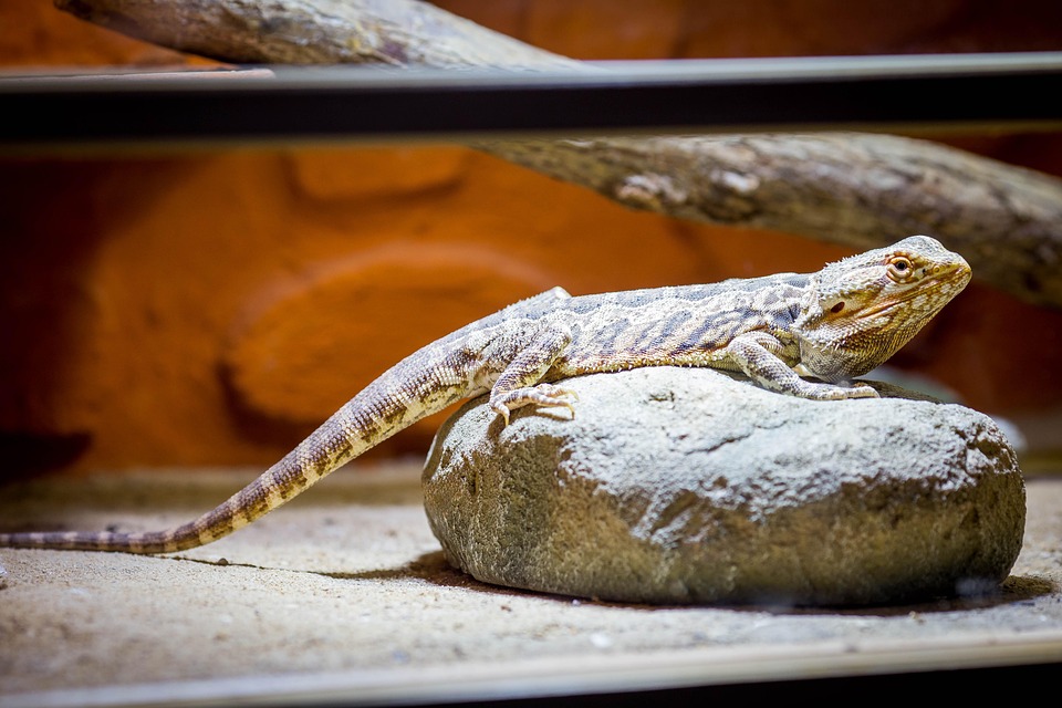 Reptile Creeping Animal Lizard - Free photo on Pixabay - Pixabay
