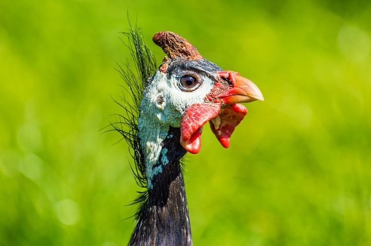 40+ Free Guinea Fowl & Bird Images - Pixabay