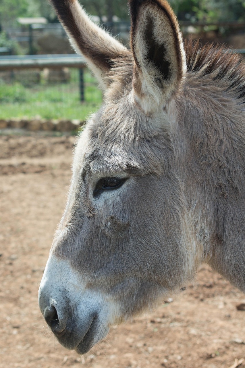 Donkey Animals Nature - Free photo on Pixabay - Pixabay