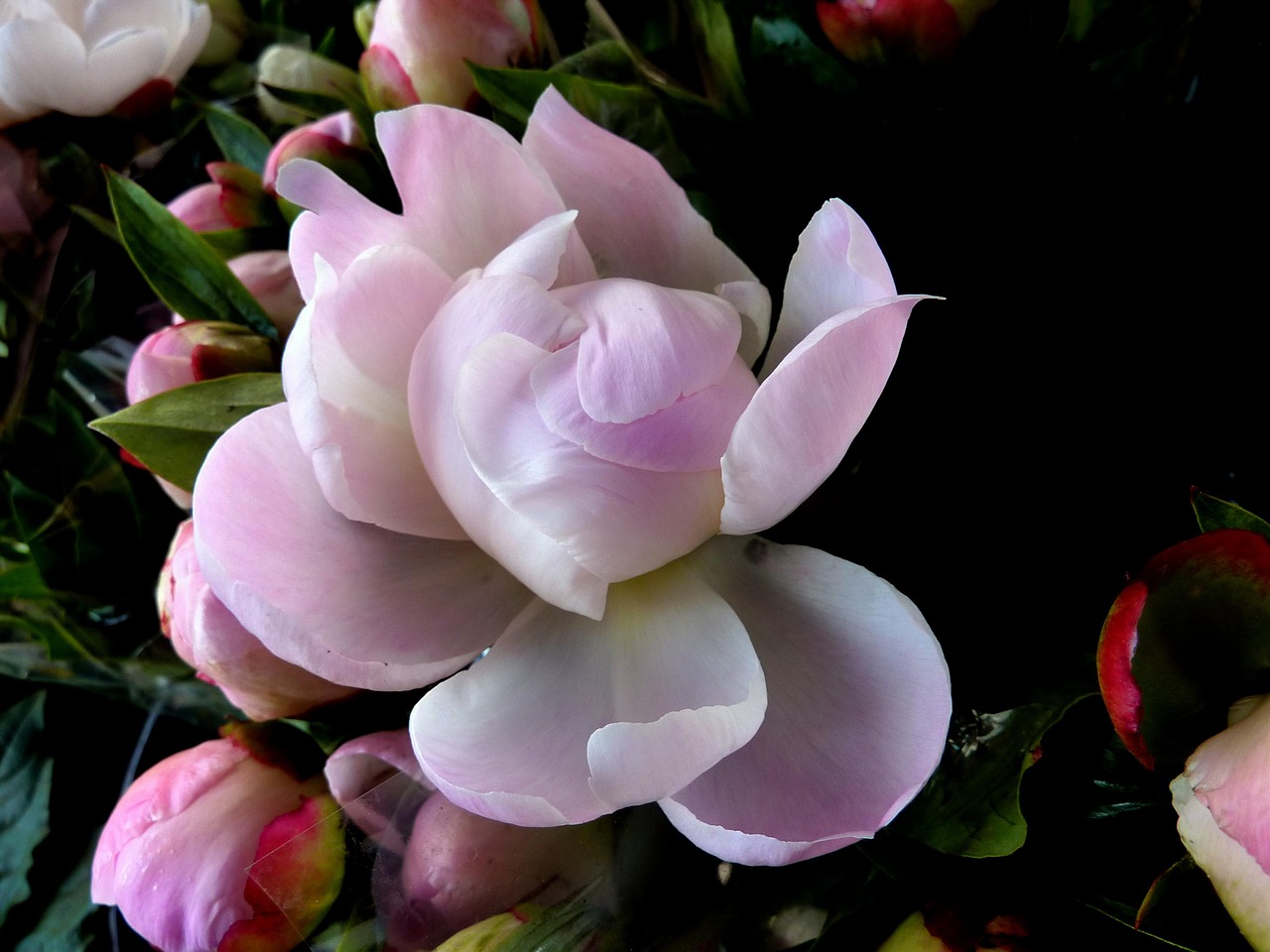 Magie Des Fleurs Fleur Mer De - Photo gratuite sur Pixabay - Pixabay