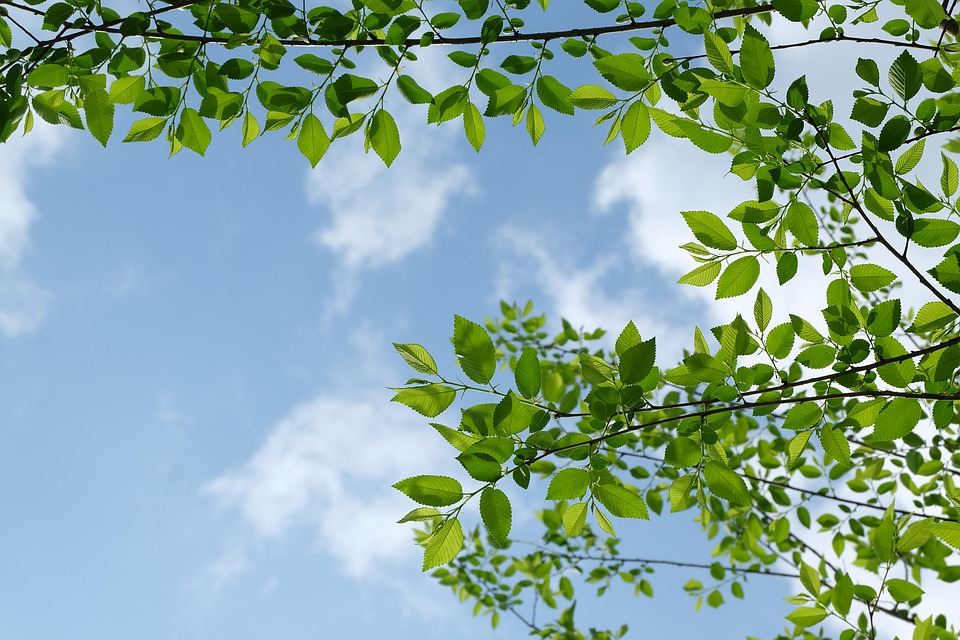 Vida Verde Bárbara - Foto gratuita no Pixabay - Pixabay