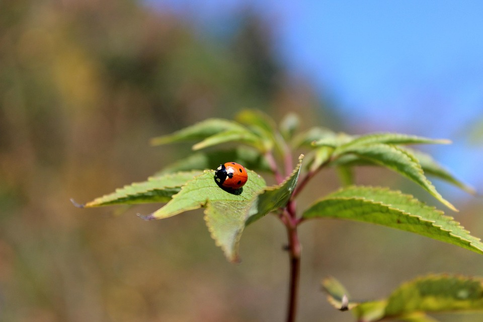 Nature Ladybug - Free photo on Pixabay