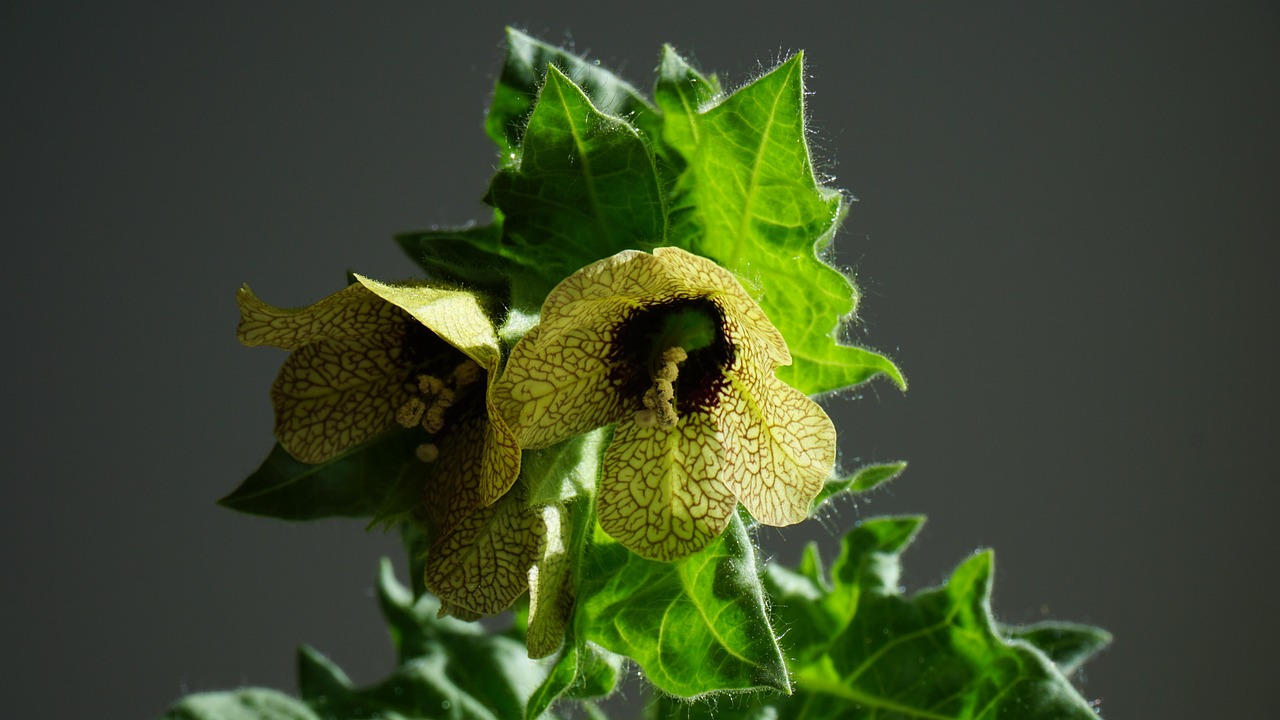 Hyoscyamus Niger Henbane Mental - Free photo on Pixabay