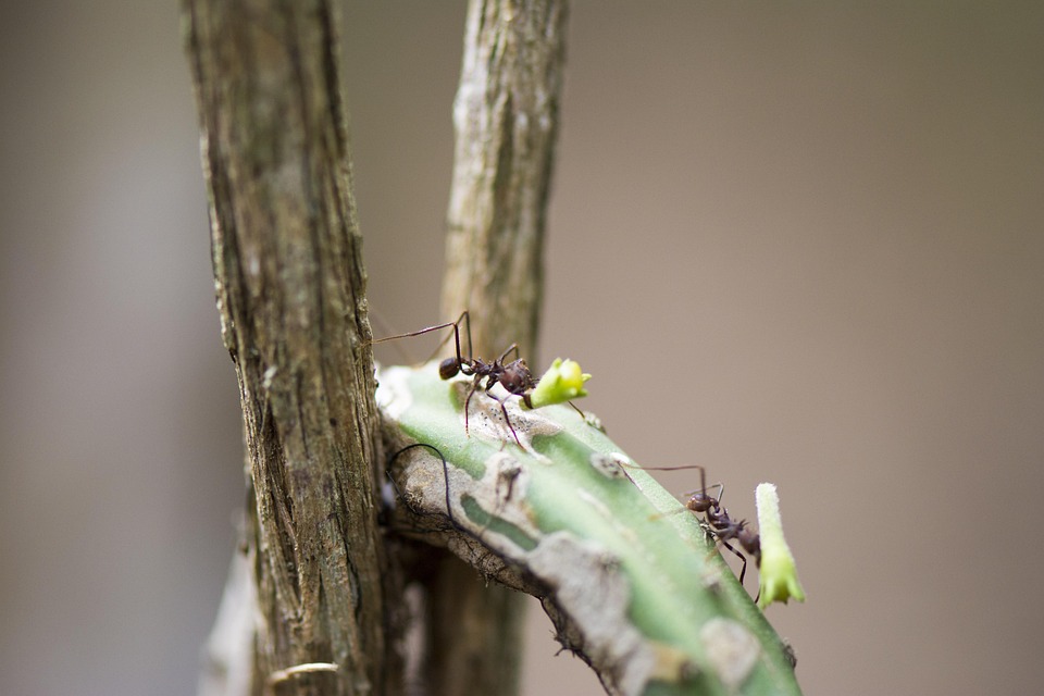 Ant Road Macro - Free photo on Pixabay - Pixabay