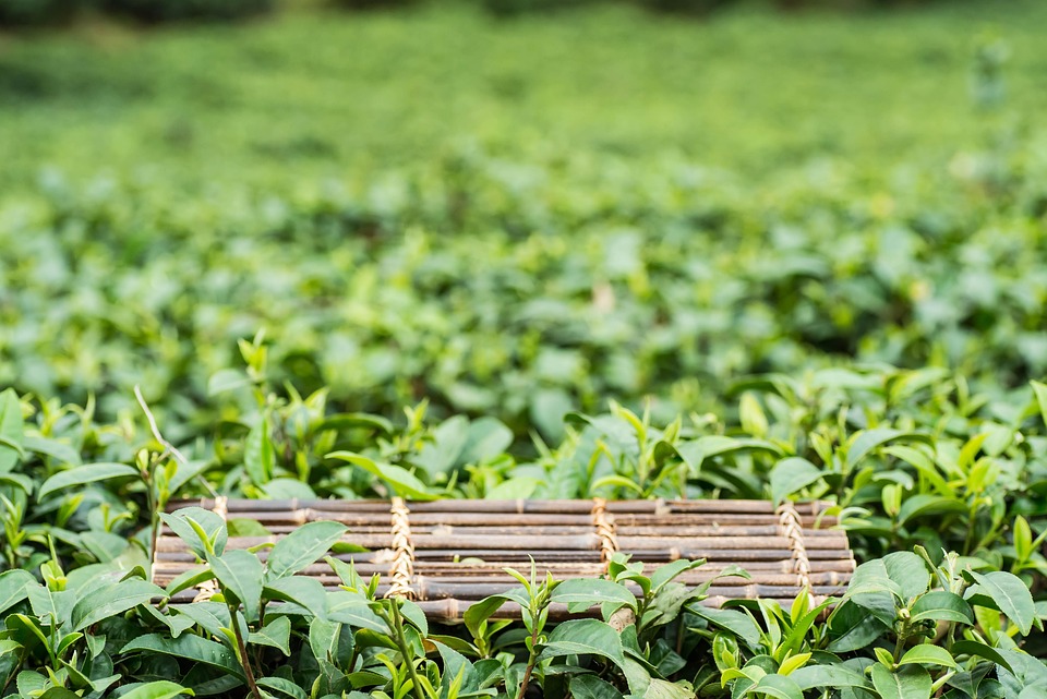 Spring Alpine Tea - Free photo on Pixabay